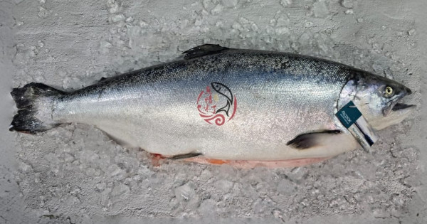 Australia Tasmania Salmon Whole Fish 3.7KG±